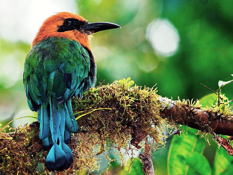 Birds in Mindo Cloud Forest, Ecuador - Blog - Discover Your South America