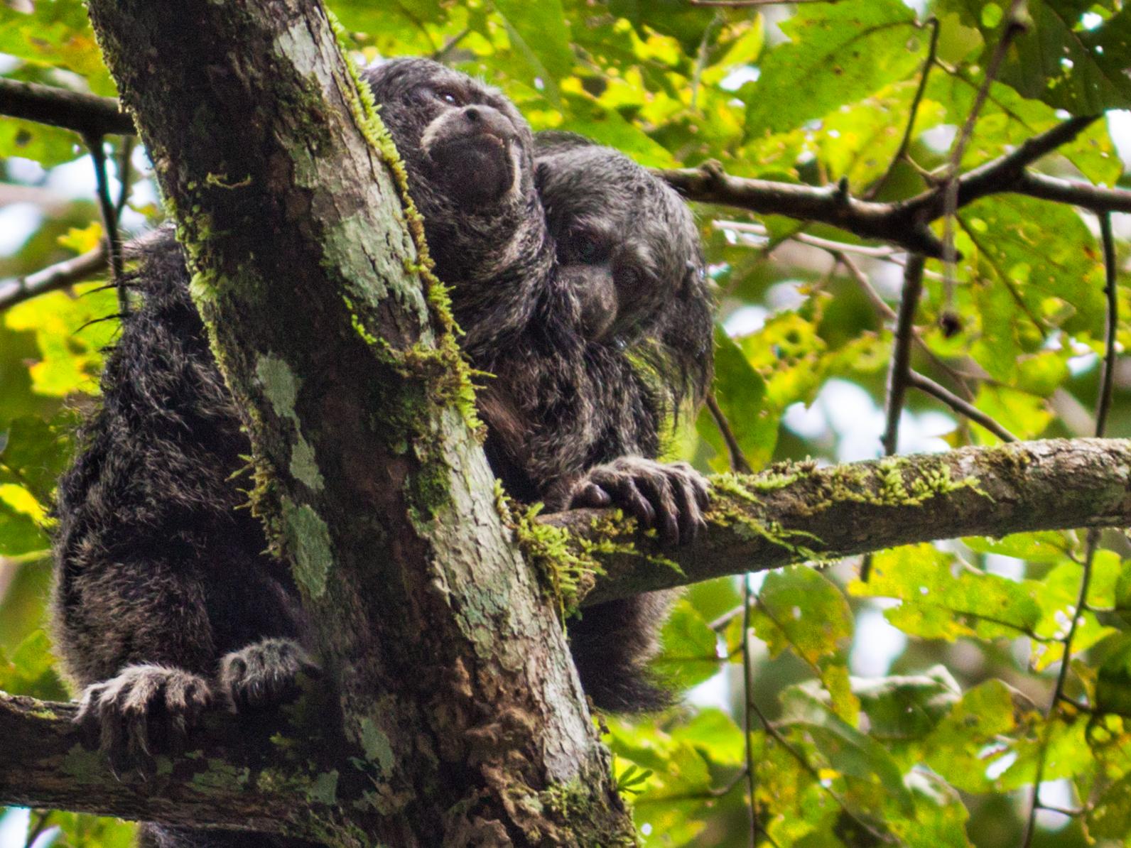 Native monkeys - Blog - Discover Your South America