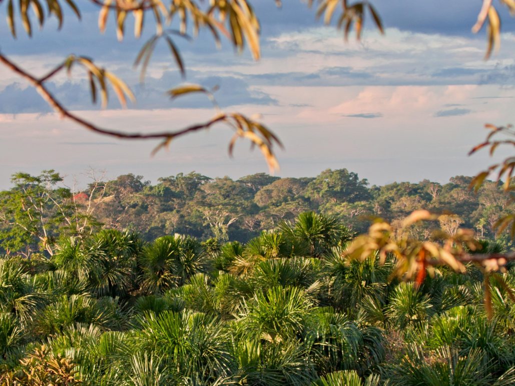 Amazon Conservation | Discover Your South America Blog