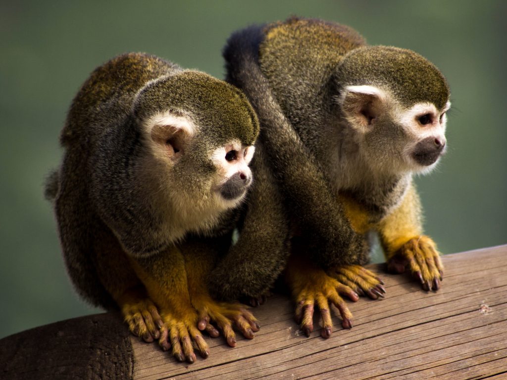 Monkeys in Amboro National Park - Blog - Discover Your South America