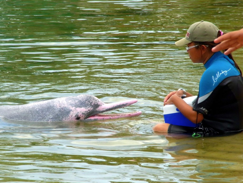 Pink River Dolphin in the Amazon - Blog - Discover Your South America